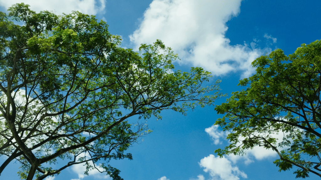 The Health Benefits of Breathing Clean Air - O2 Nose Filters